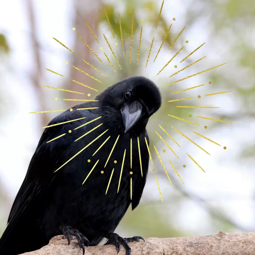 What Crows Can Teach Us About Marketing - Boston Intelligence Group, Inc.